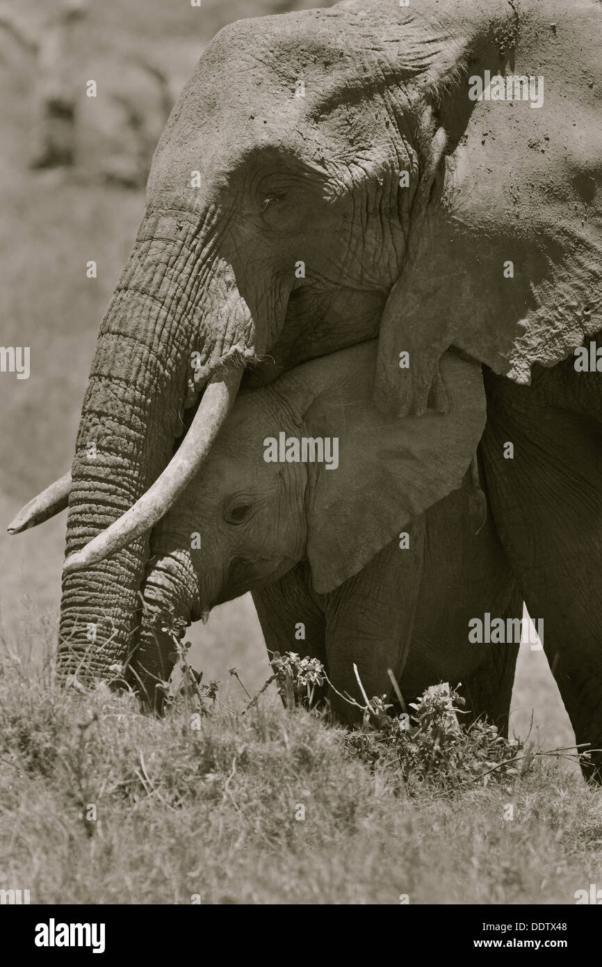Female elephant africa grass hi-res stock photography and images - Alamy