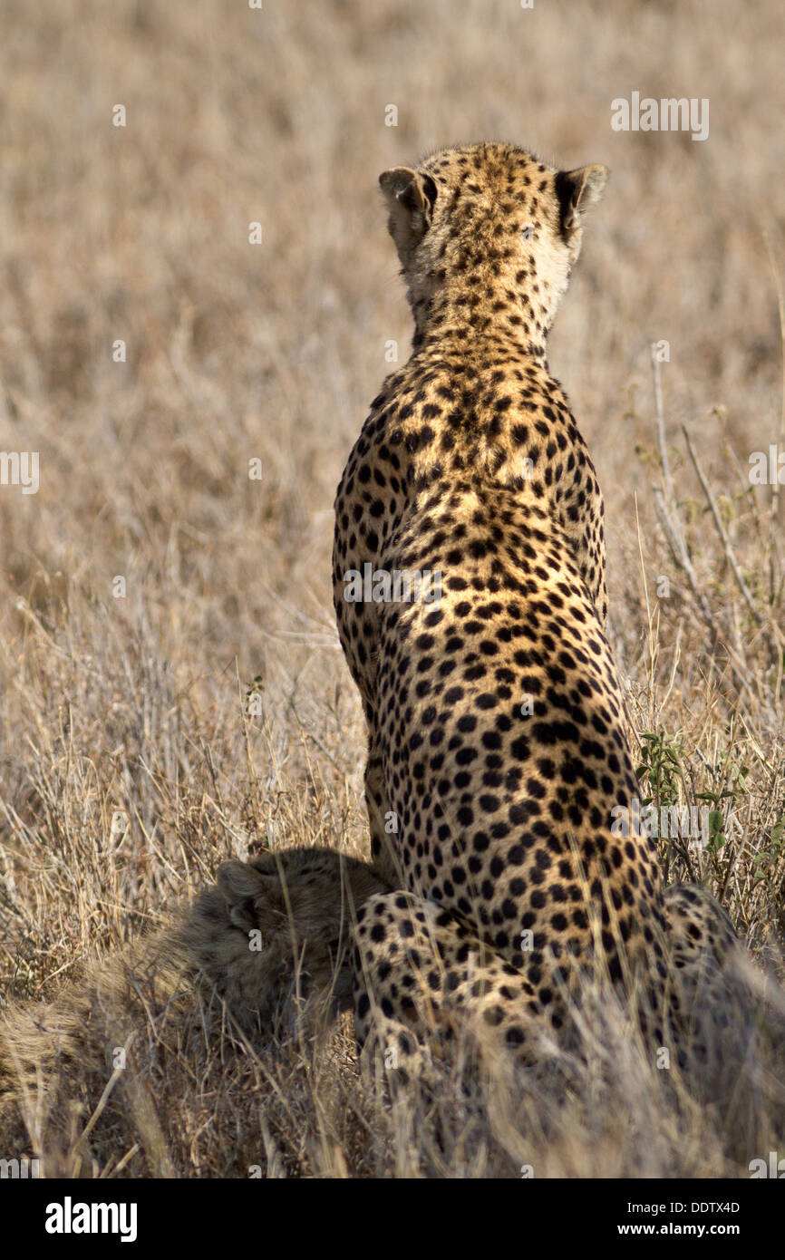 Close up back view of female cheetah sitting in long dry grass with ...