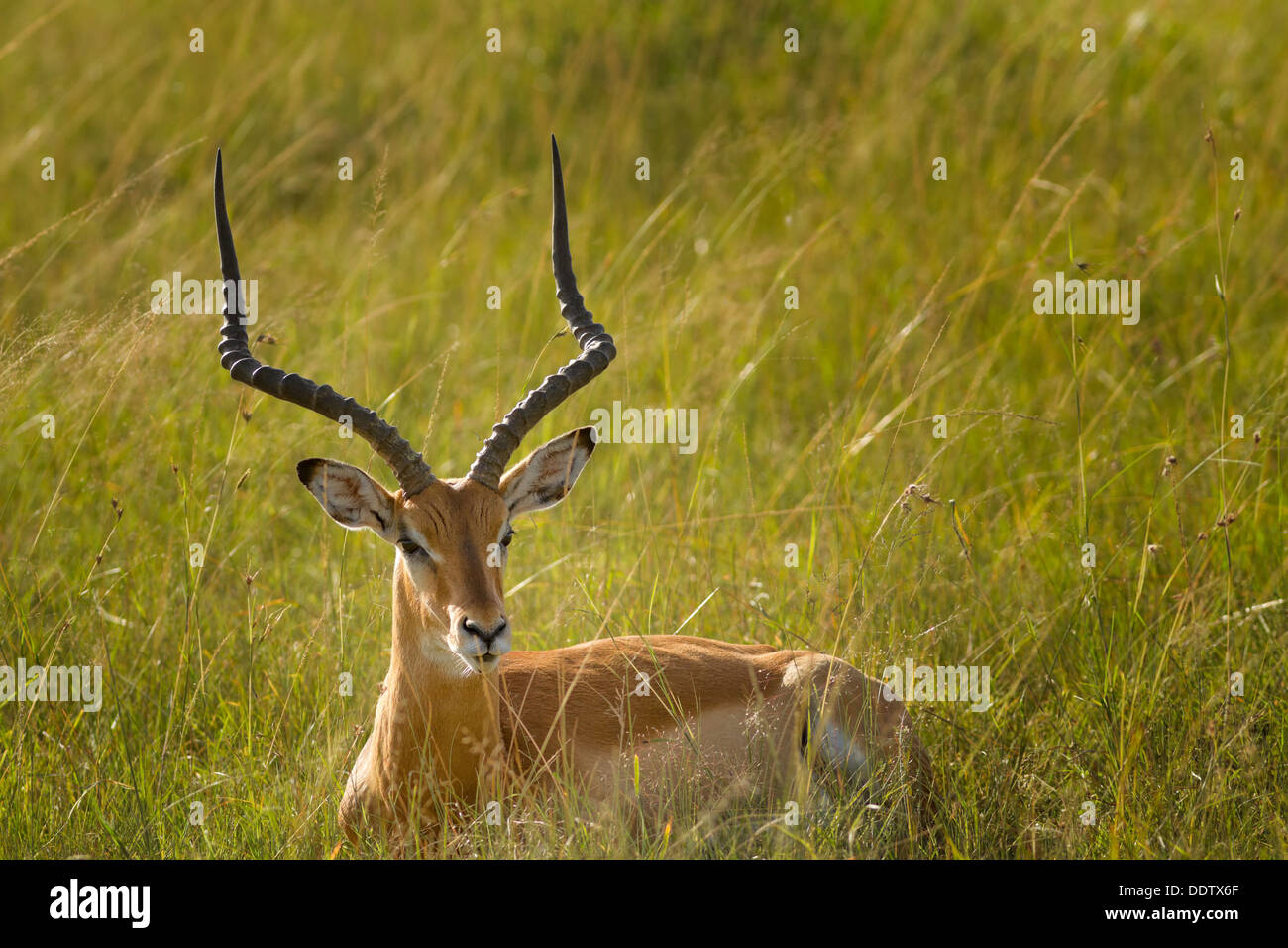 Impala side view face hi-res stock photography and images - Alamy