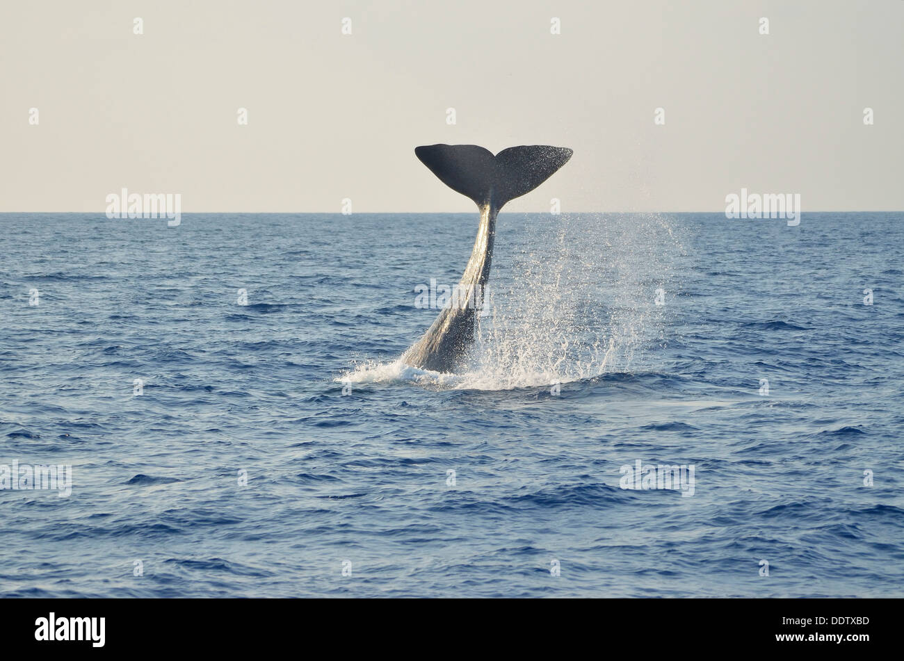 Sperm whale hi-res stock photography and images - Alamy