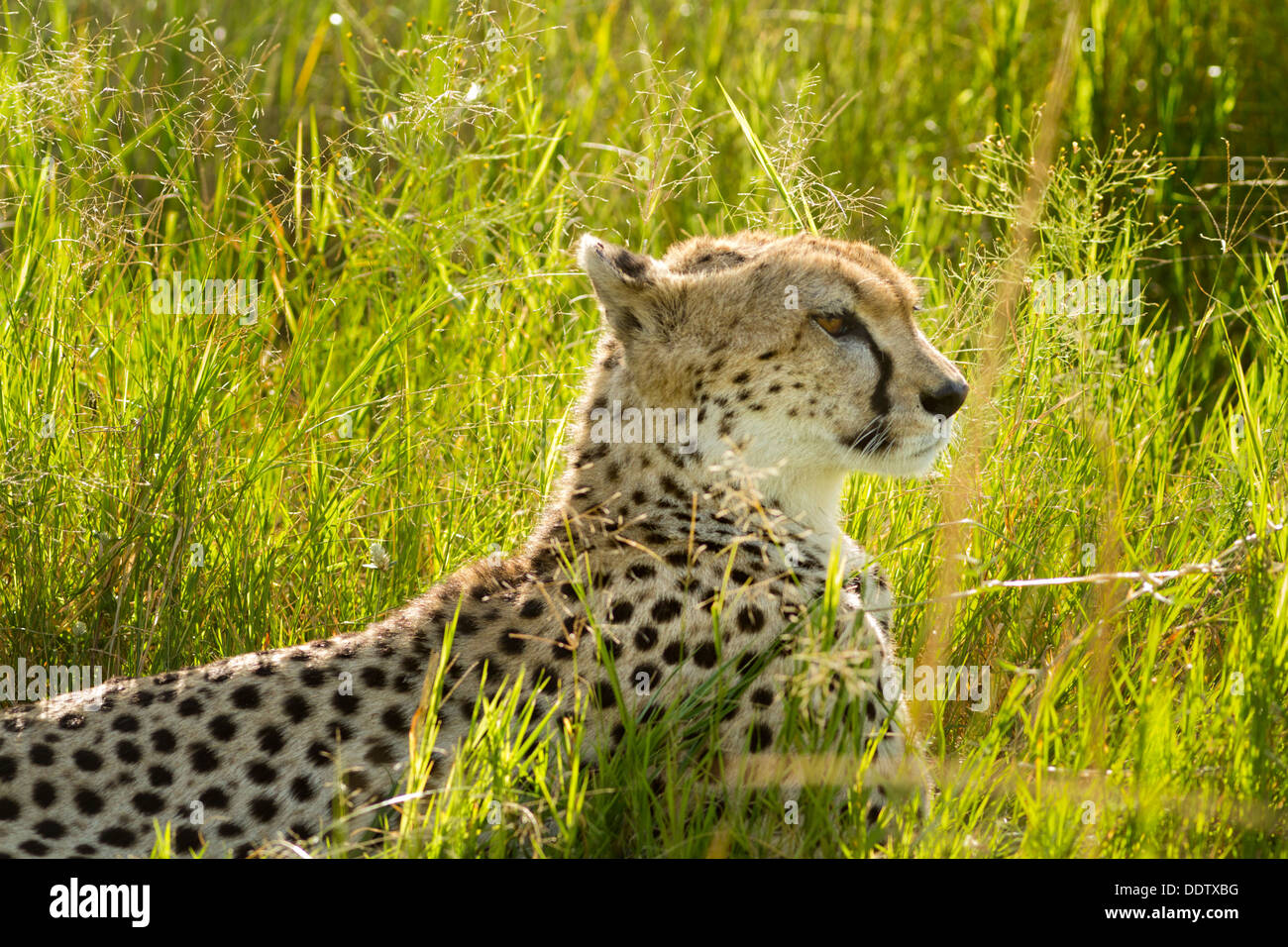 Cheetah Side View High Resolution Stock Photography and Images - Alamy