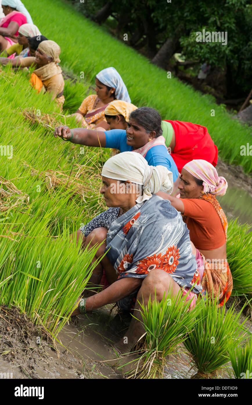 Farm worker bending rice paddy agriculture field traditional culture hi ...