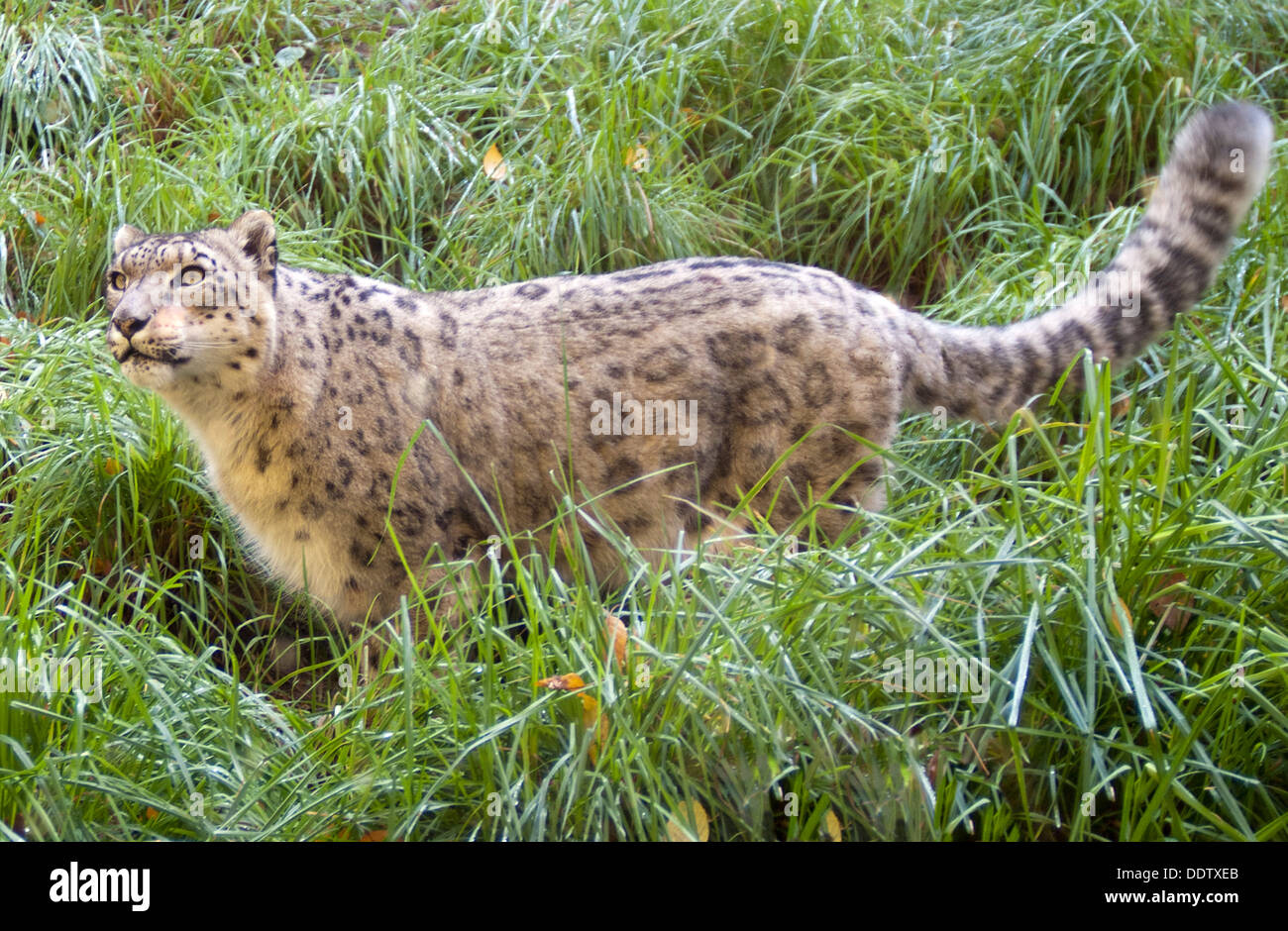 Snow leopard tracks hi-res stock photography and images - Alamy