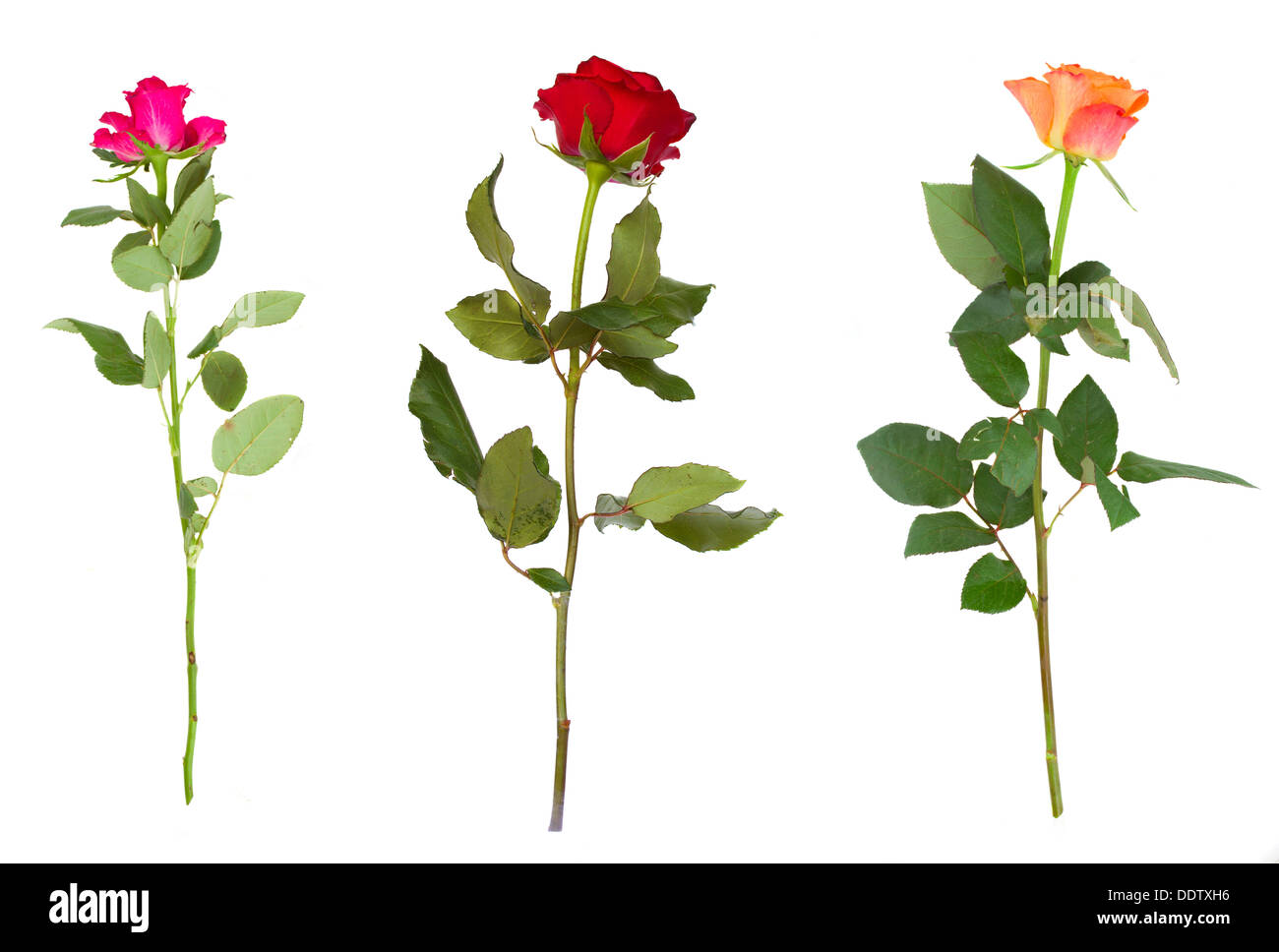set of three roses Stock Photo - Alamy