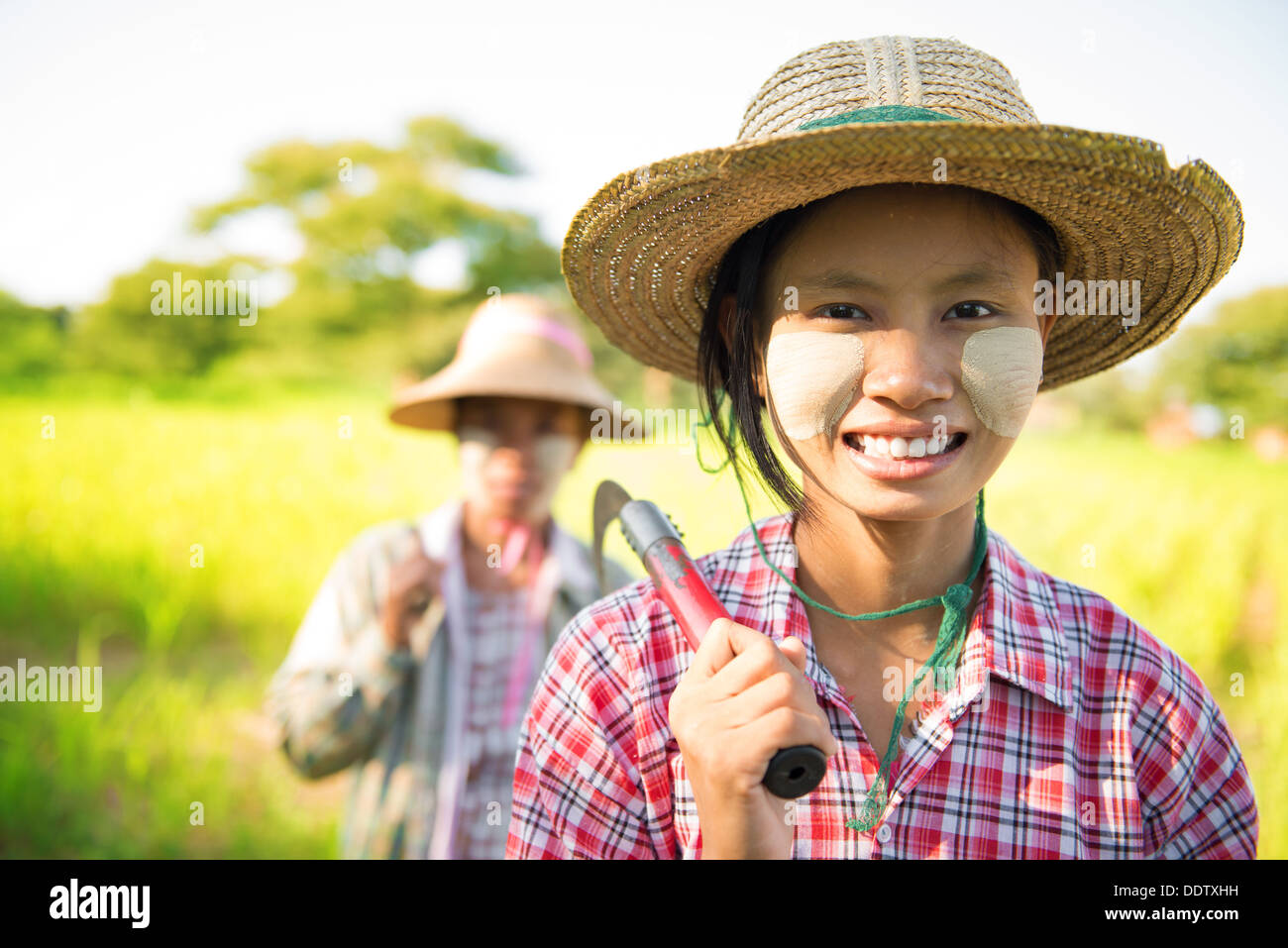 Southeast Asia Myanmar Asian traditional farmer planting or working in ...
