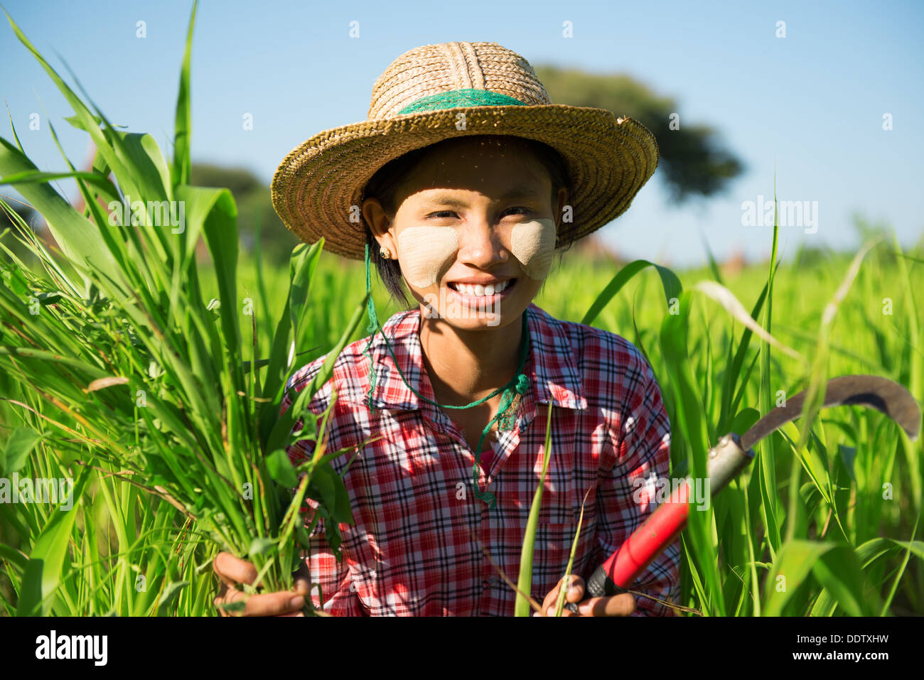 Southeast Asia Myanmar Asian traditional farmer planting or working in ...