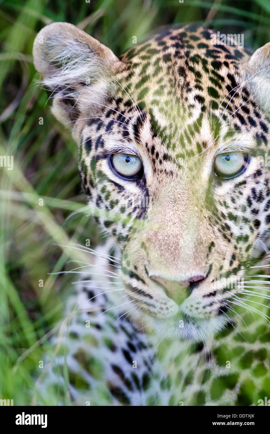 Leopard face detail hi-res stock photography and images - Alamy