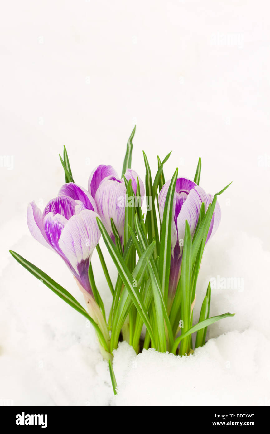 purple crocuses in snow Stock Photo - Alamy
