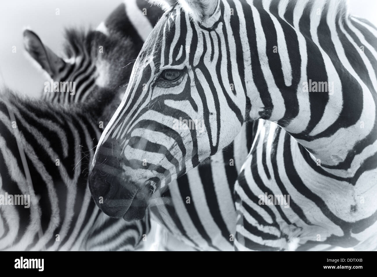 Female african plains zebra foal hi-res stock photography and images ...
