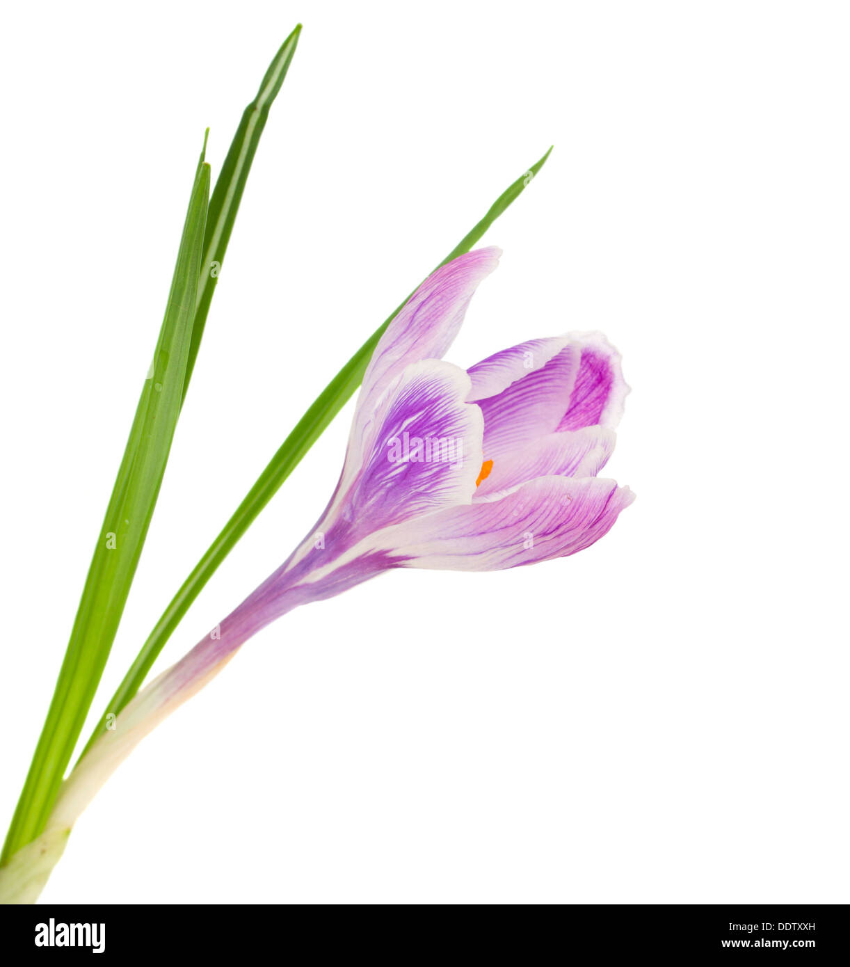 purple crocus isolated on white Stock Photo - Alamy