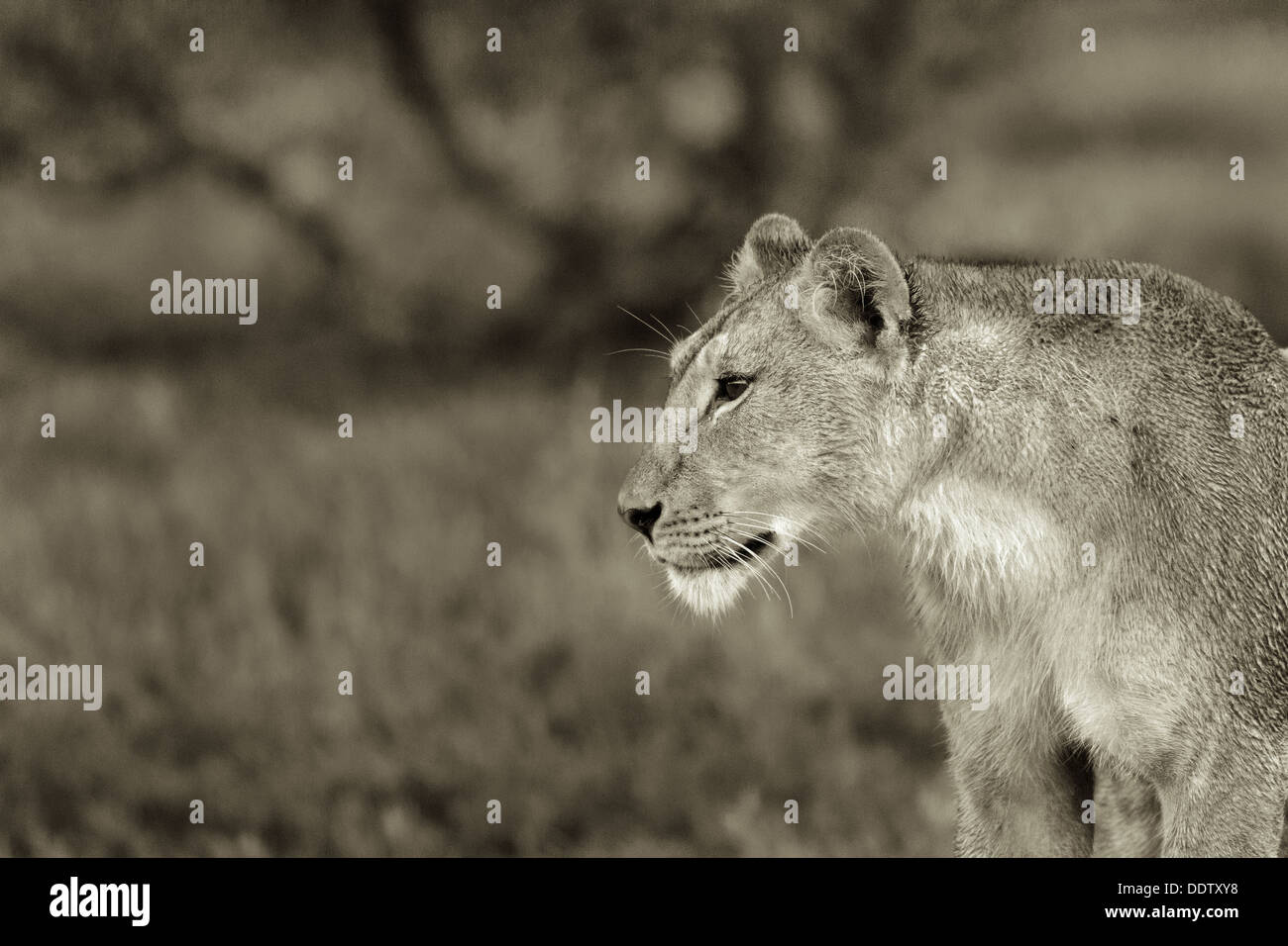Desaturated close up frontal detail of face and front of lioness with ...