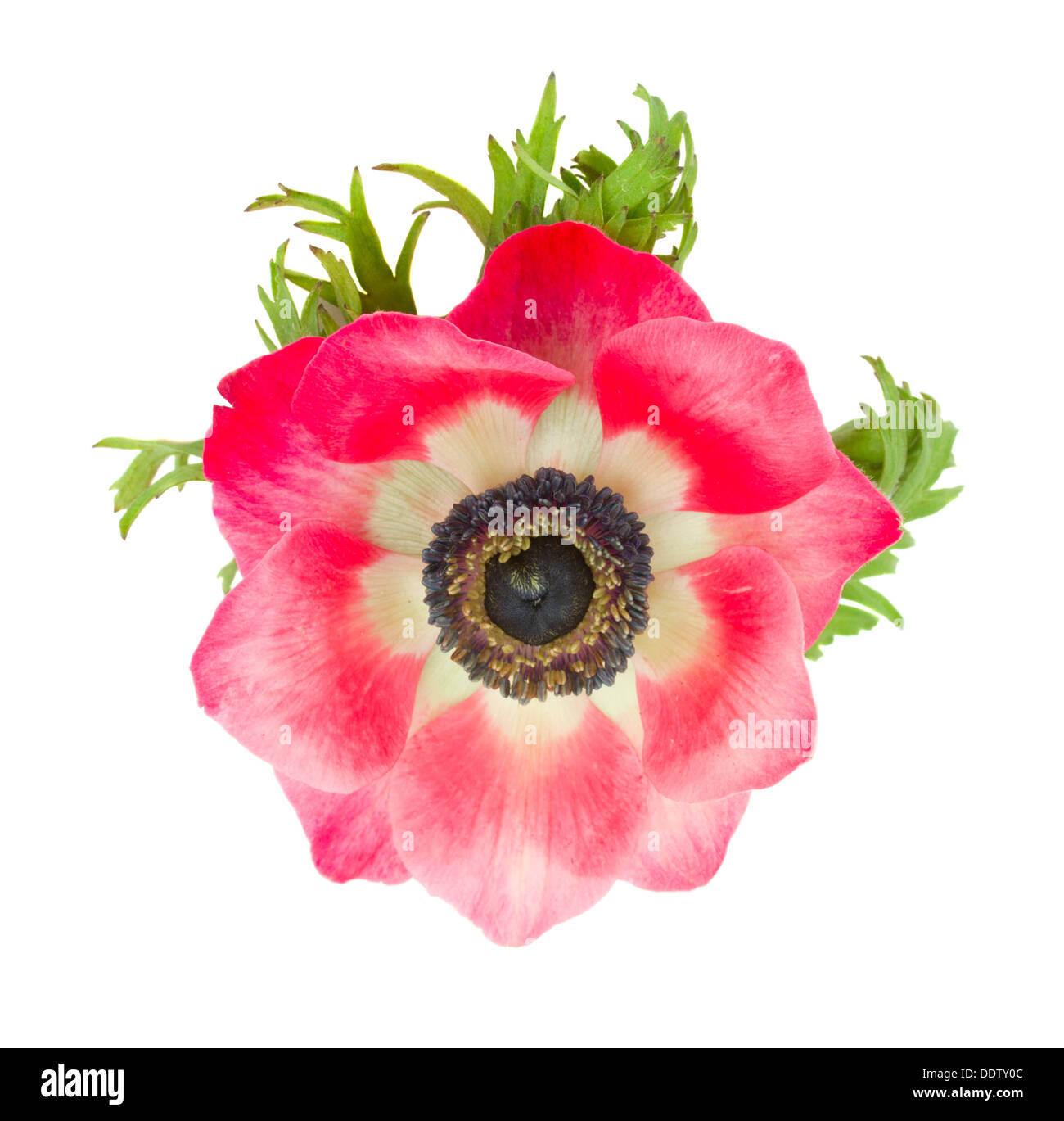 Red and white anemone Cut Out Stock Images & Pictures - Alamy