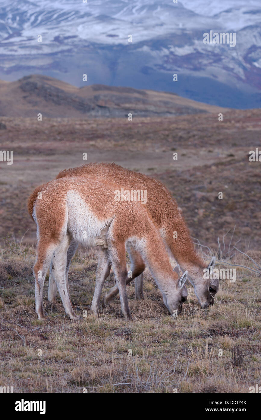 Scrub grass hi-res stock photography and images - Alamy