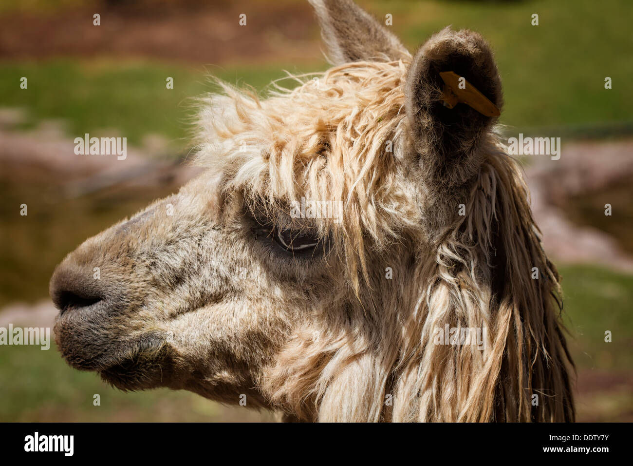 Llama detail hi-res stock photography and images - Alamy