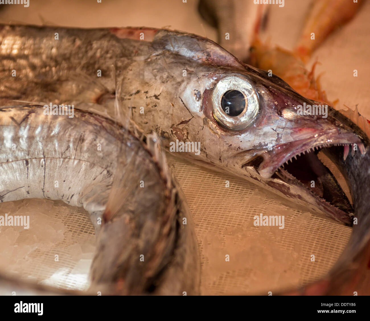 Silver scabbard fish hi-res stock photography and images - Alamy