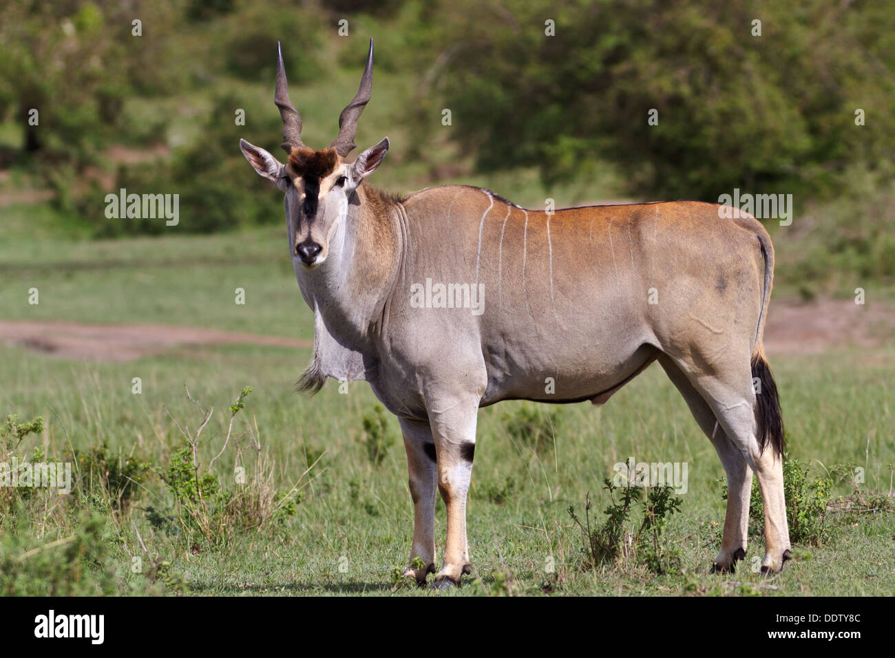 Eland landscape hi-res stock photography and images - Alamy