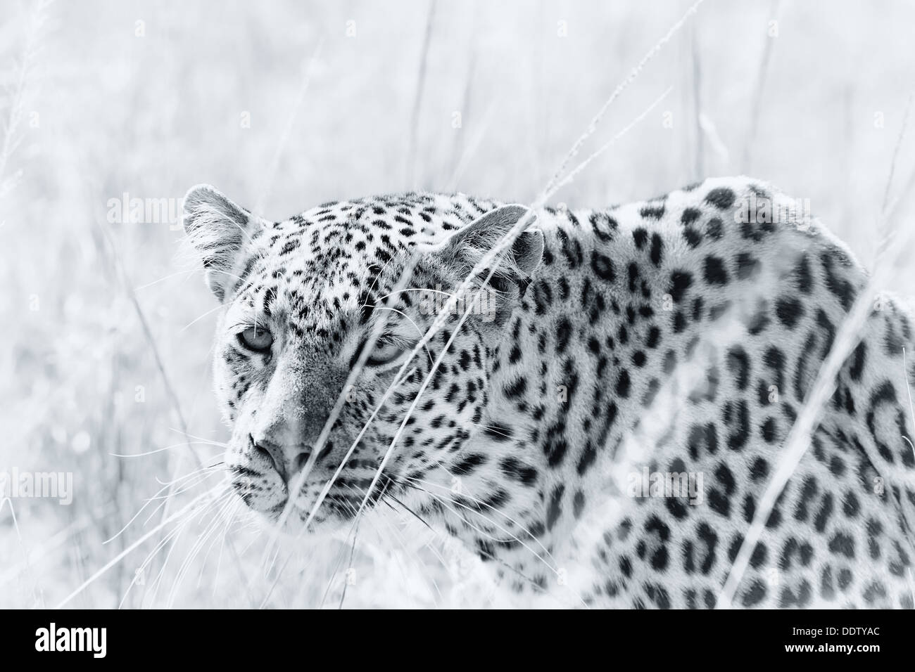 Side view african leopard head hi-res stock photography and images - Alamy