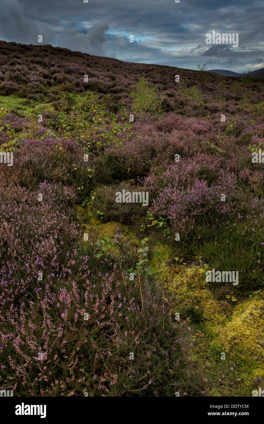 Heather scotland moorland hi-res stock photography and images - Alamy