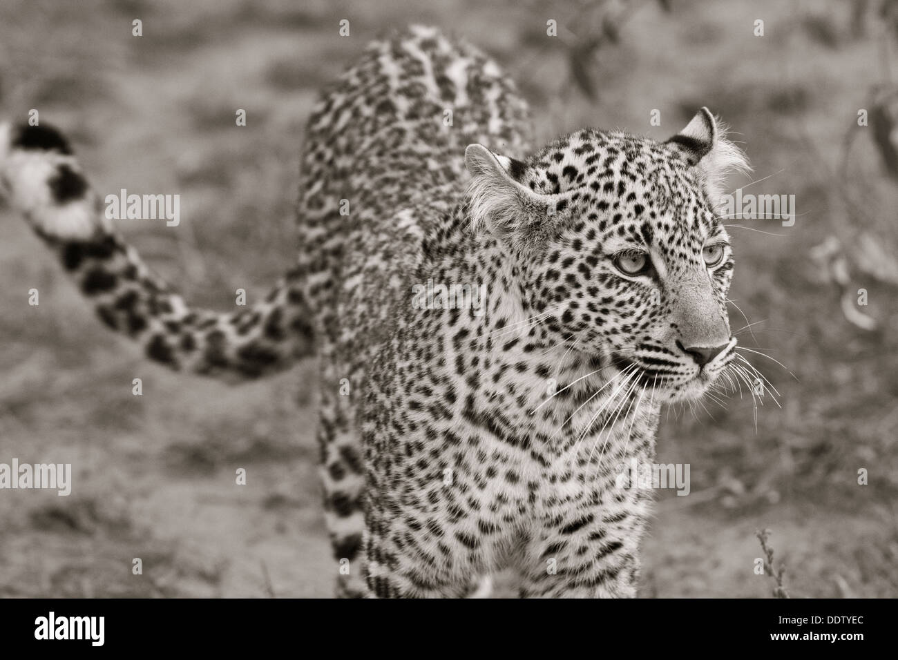 Rear viewer hi-res stock photography and images - Alamy