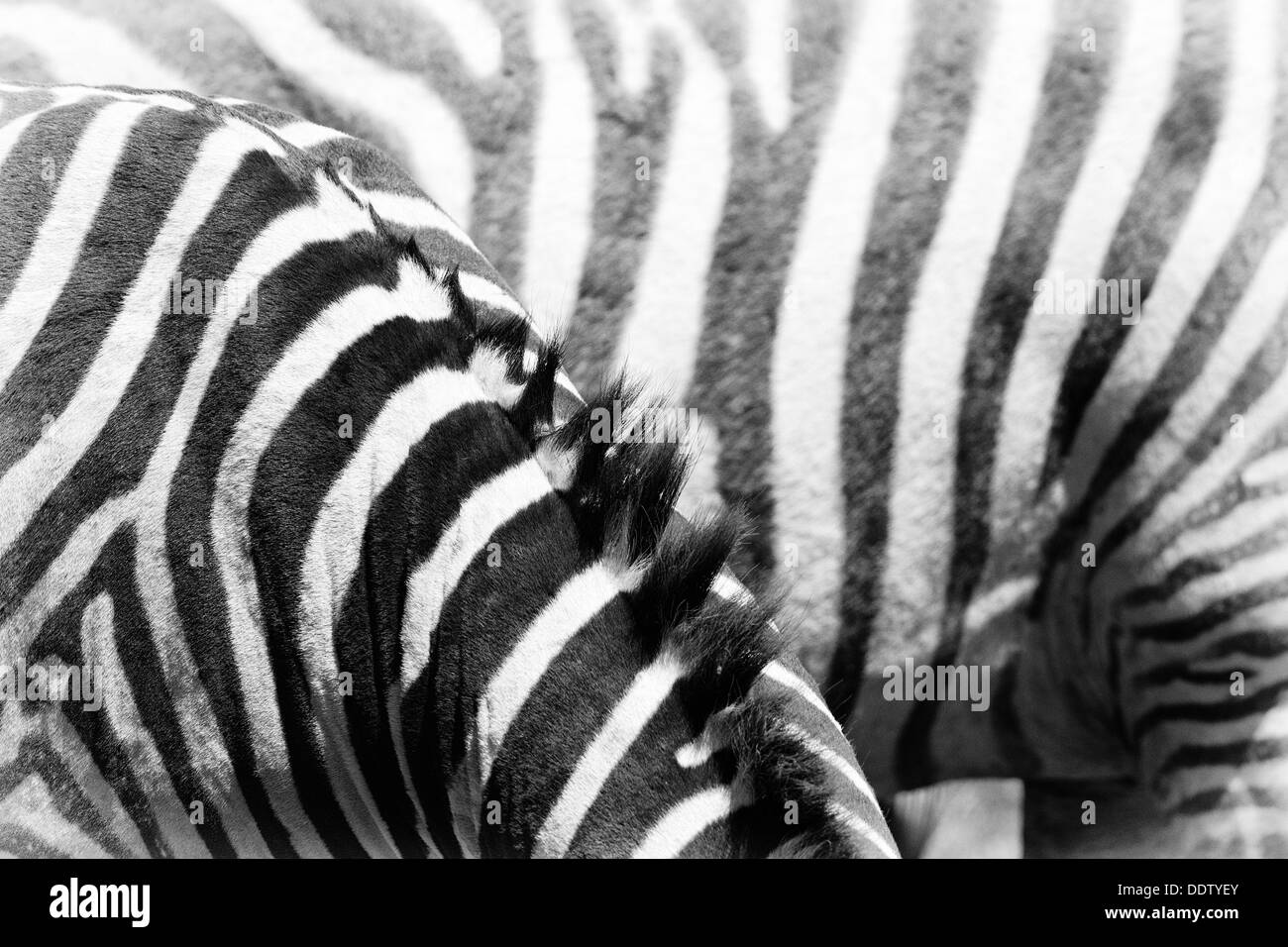 Zebra body hi-res stock photography and images - Alamy