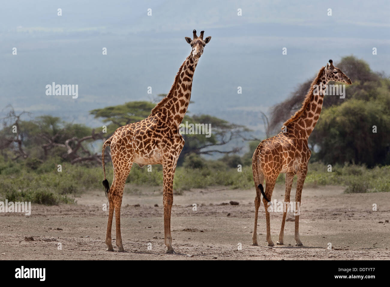 African plains animals hi-res stock photography and images - Alamy