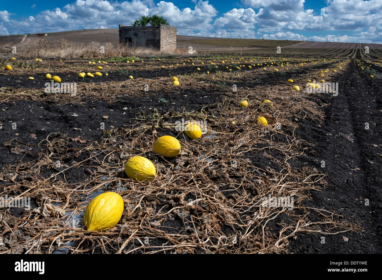 Melon Fields High Resolution Stock Photography and Images - Alamy