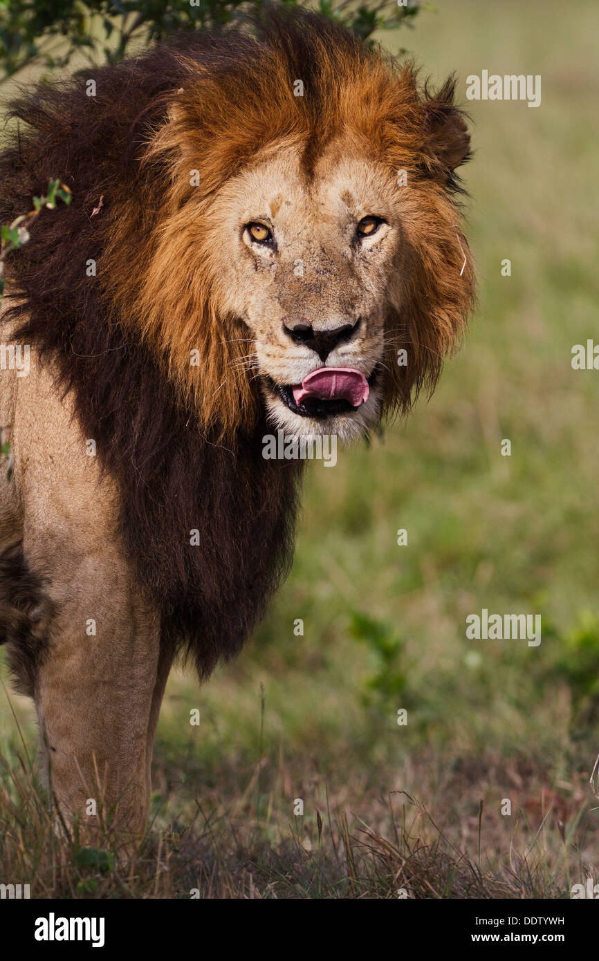 Male african lion licking his face hi-res stock photography and images ...