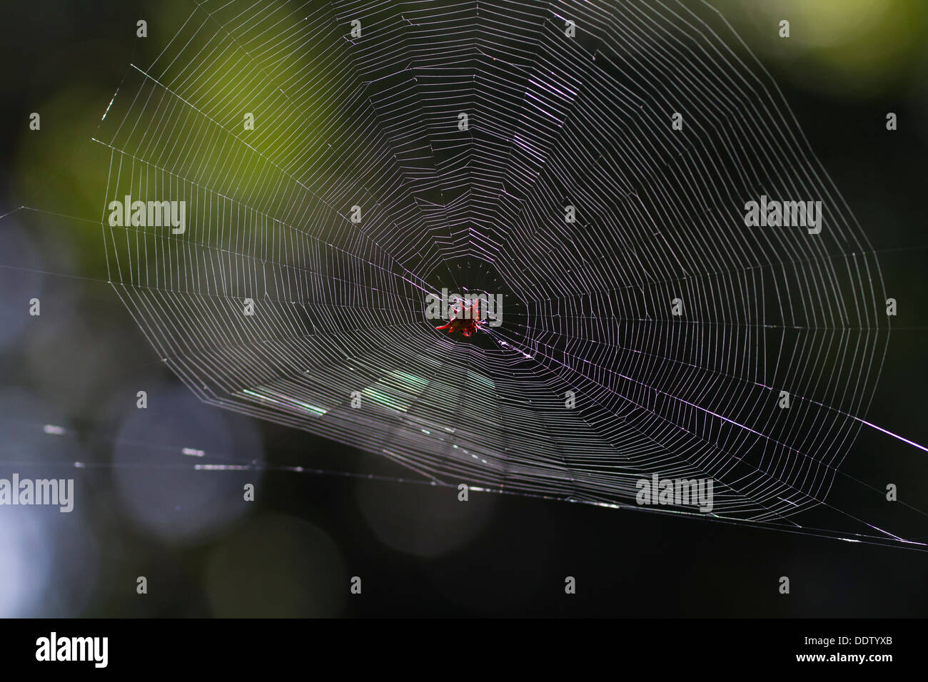 Huge spider web tree hi-res stock photography and images - Alamy
