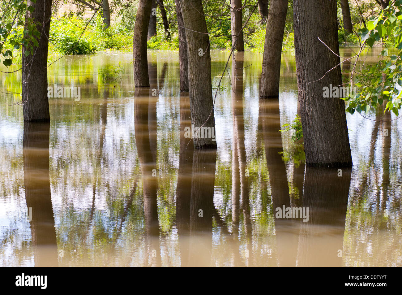 Flooded trees in spring. Trees reflection on water Stock Photo - Alamy