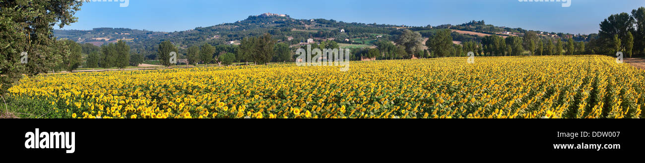 Sunflowers at sunrise: medieval hilltop town of MonteCastello di Vibio ...