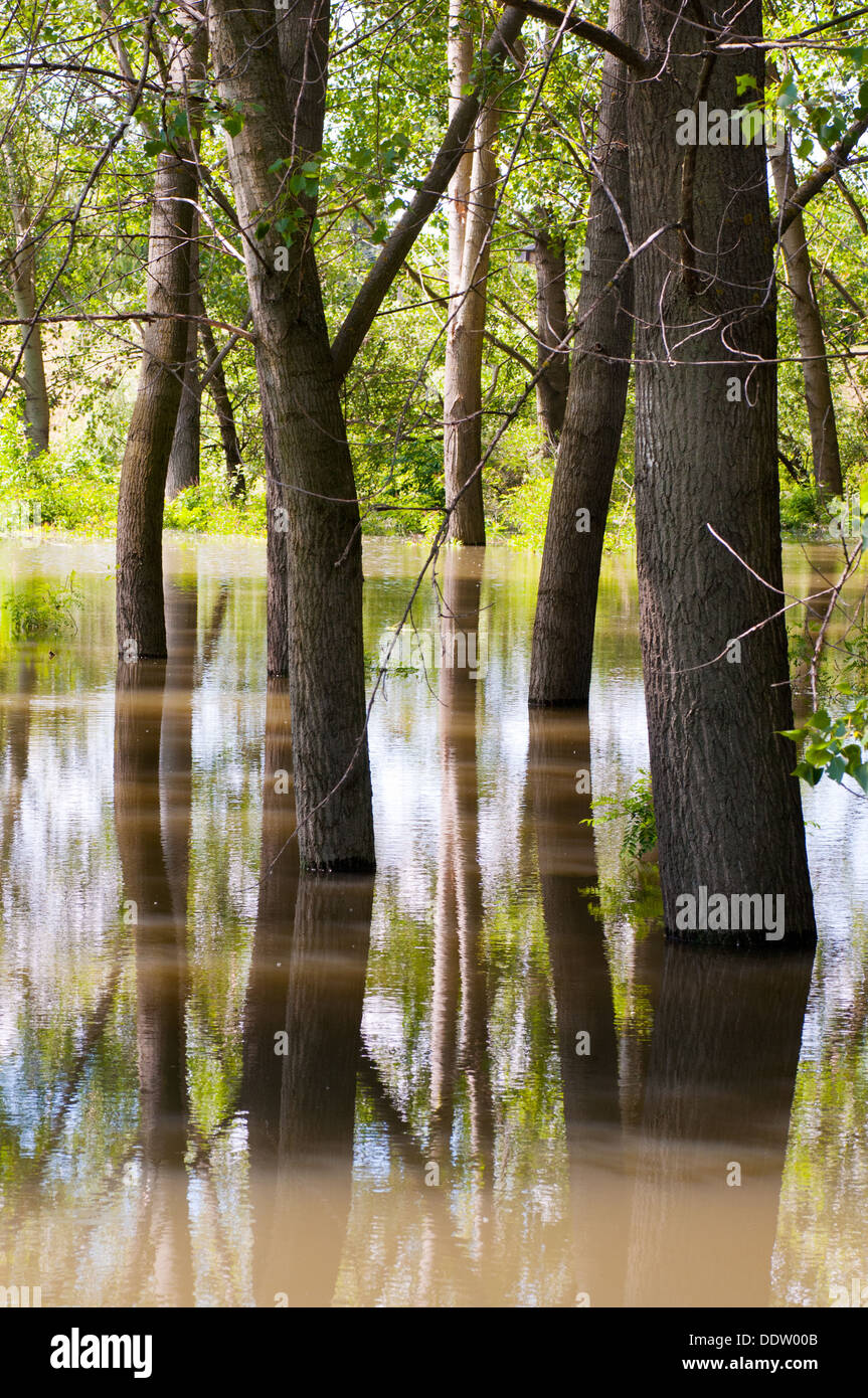 Flooded trees in spring. Trees reflection on water Stock Photo - Alamy
