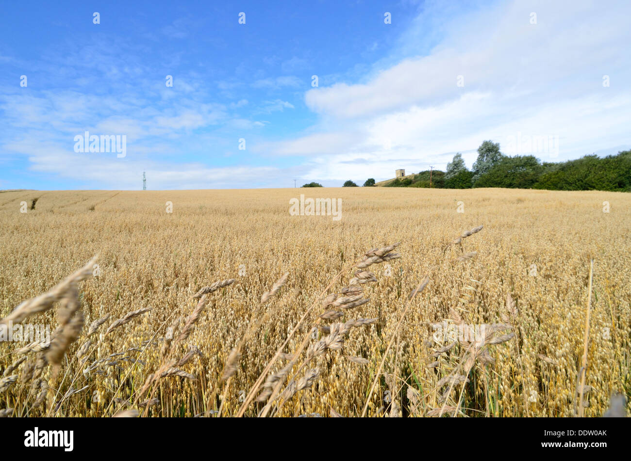 Billinge beacon hi-res stock photography and images - Alamy