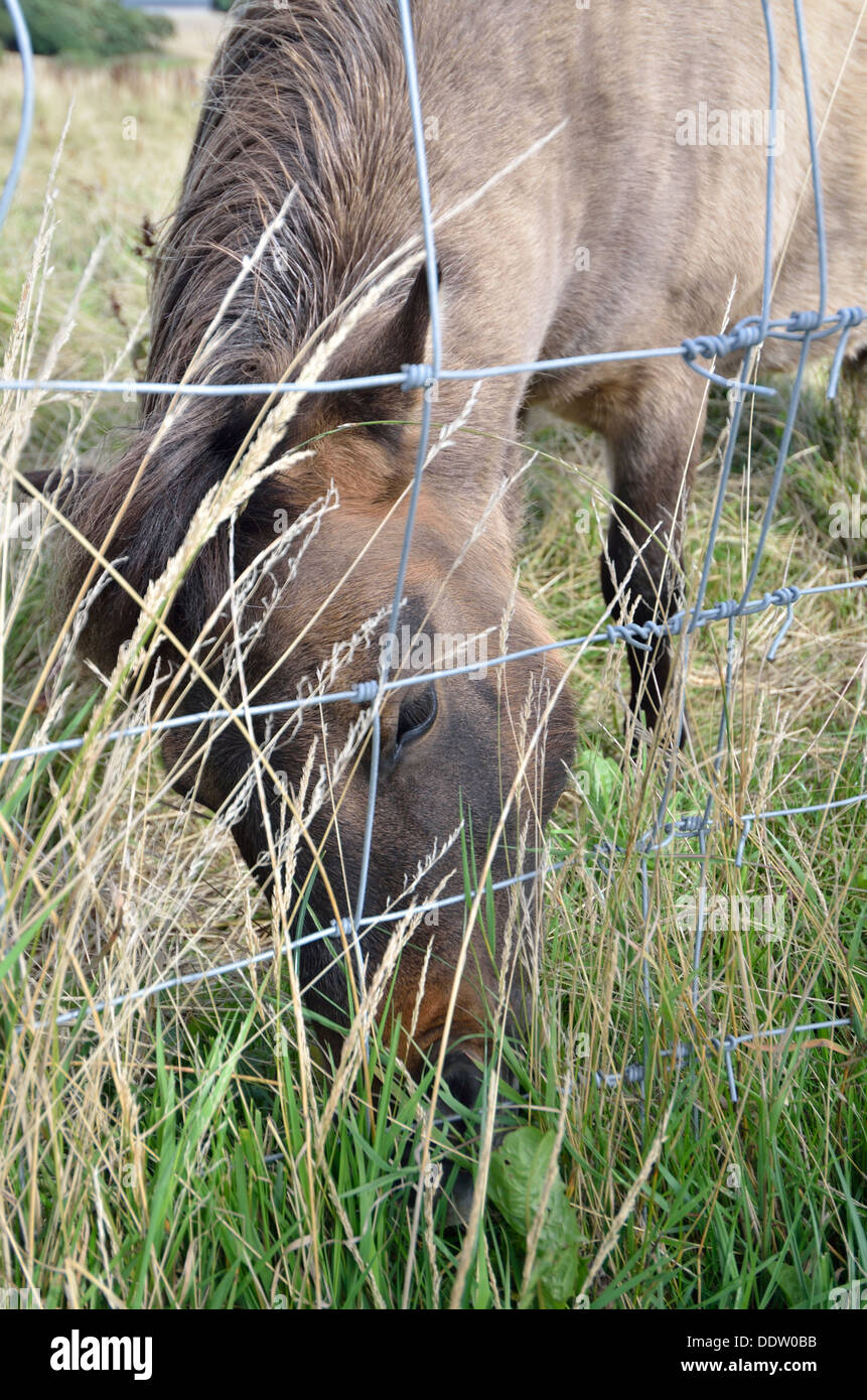 Shetland Pony in a field behind barbed wire England UK Stock Photo - Alamy