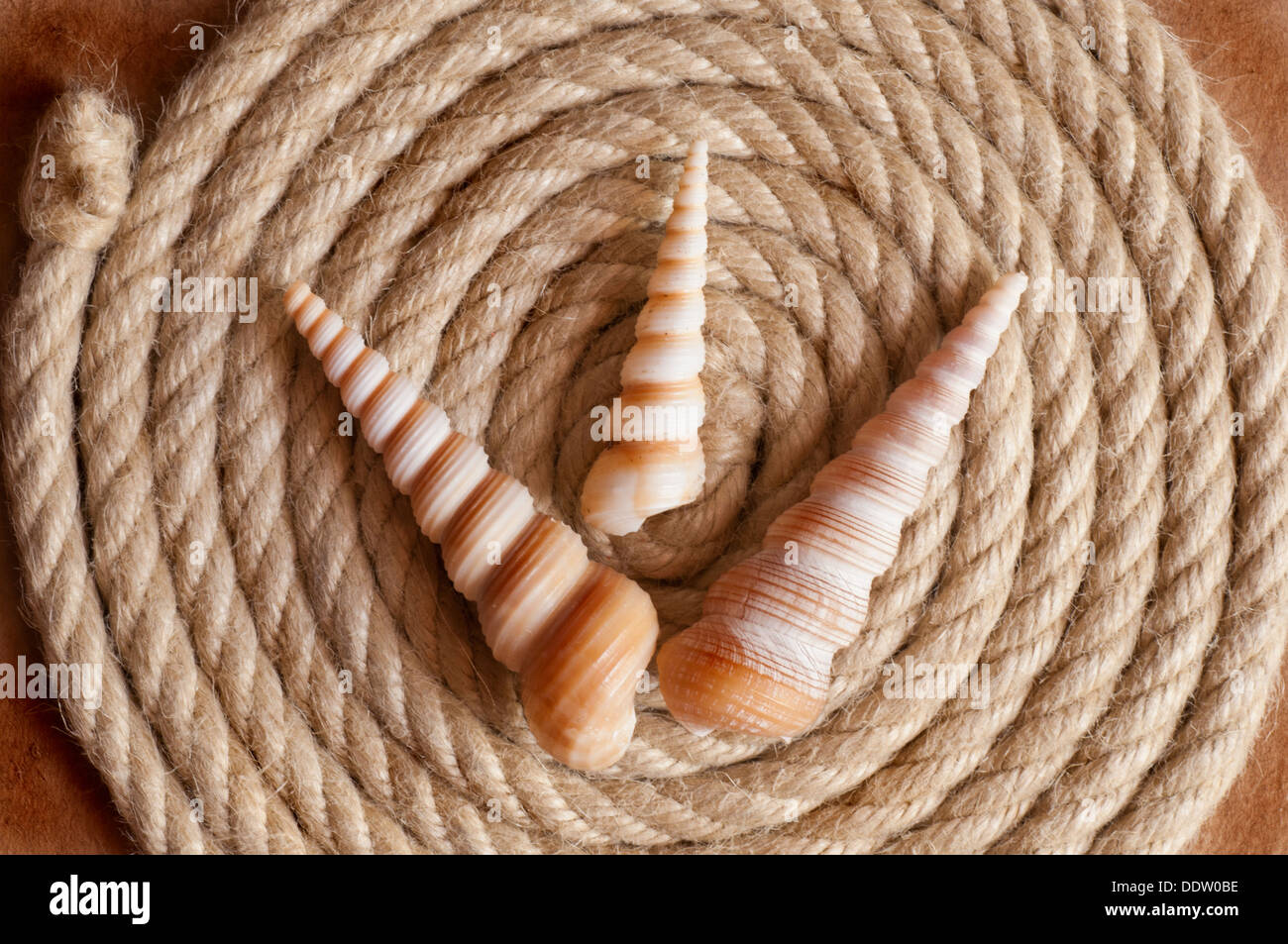Aged Rope and seashell on the old paper background Stock Photo - Alamy