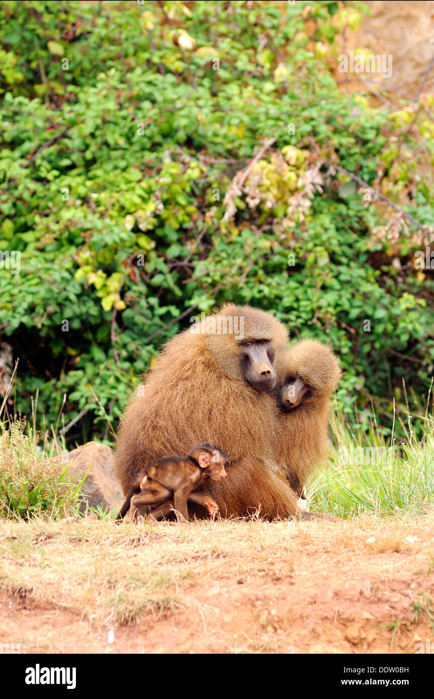 Vertical portrait of family of Olive baboons with baby, Papio anubis ...