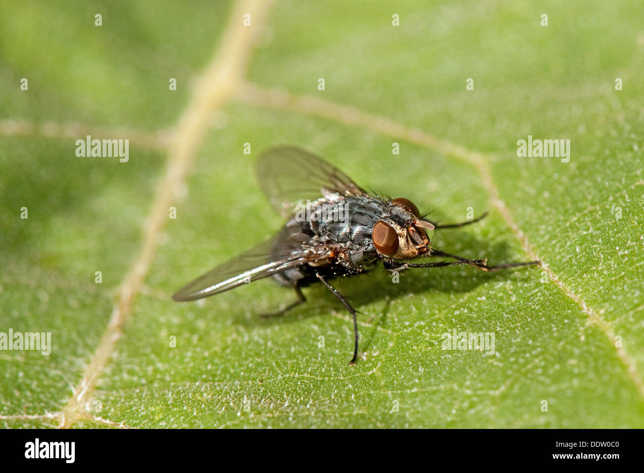 Maggot Farming High Resolution Stock Photography and Images - Alamy