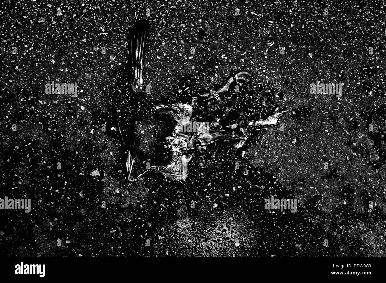 Dead crow hi-res stock photography and images - Alamy