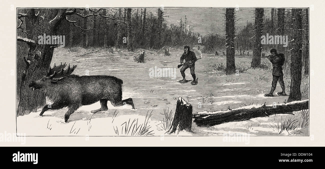 MOOSE STALKING, THE MOOSE SURPRISED Stock Photo - Alamy