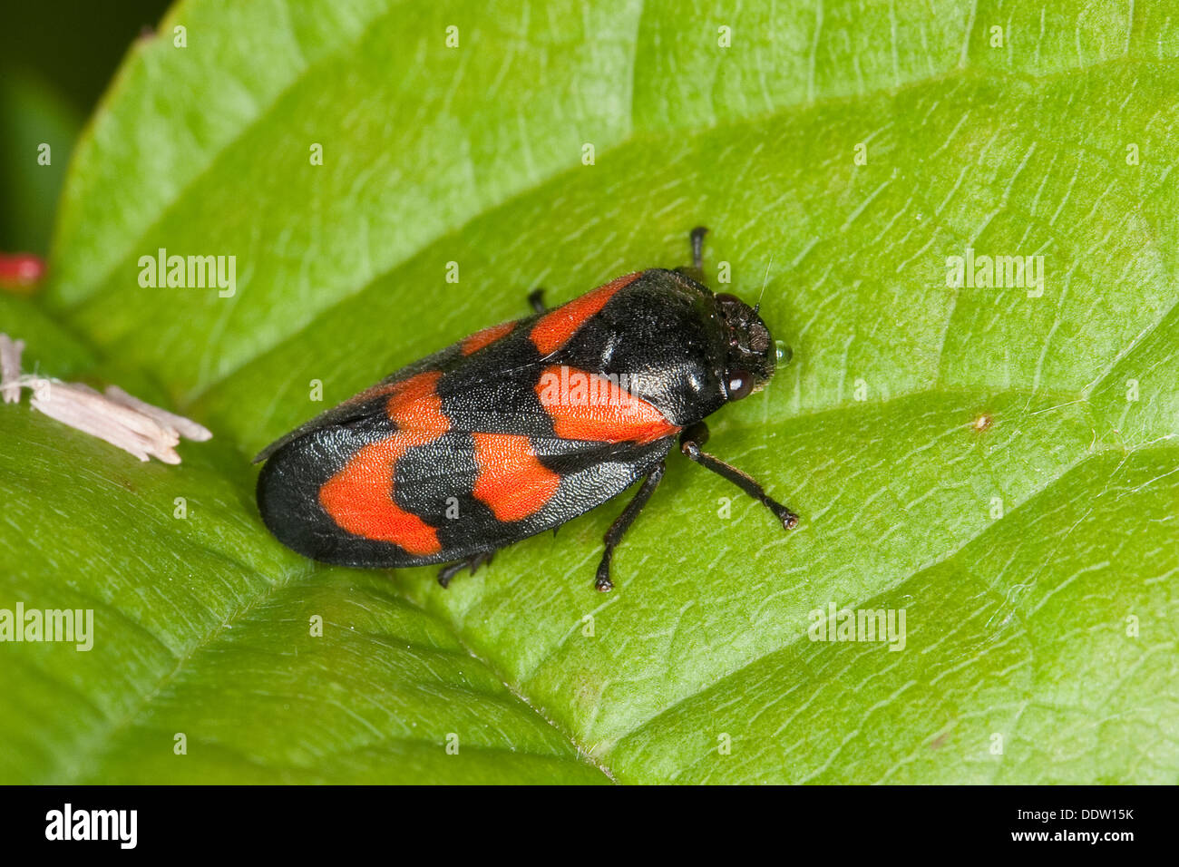 red-and-black froghopper, cicada, , cicadas, Blutzikade, Blut-Zikade ...