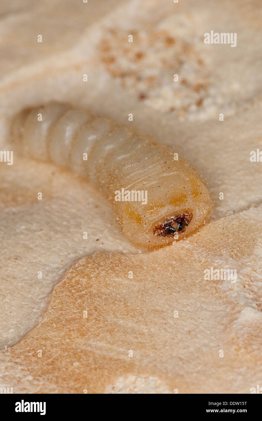 Violet tanbark beetle, larva, larvae, Blauvioletter Scheibenbock ...