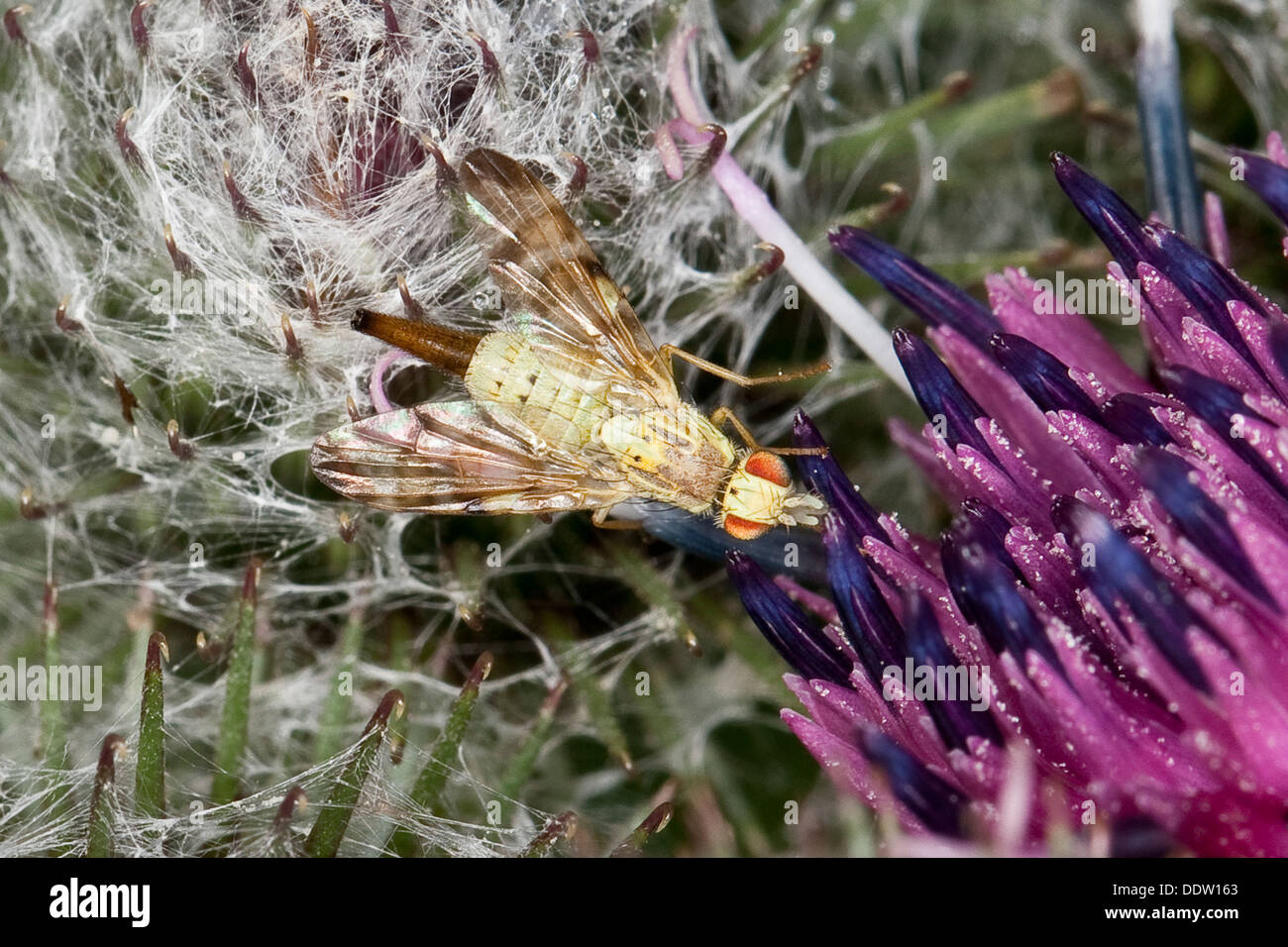 Gall flies hi-res stock photography and images - Alamy
