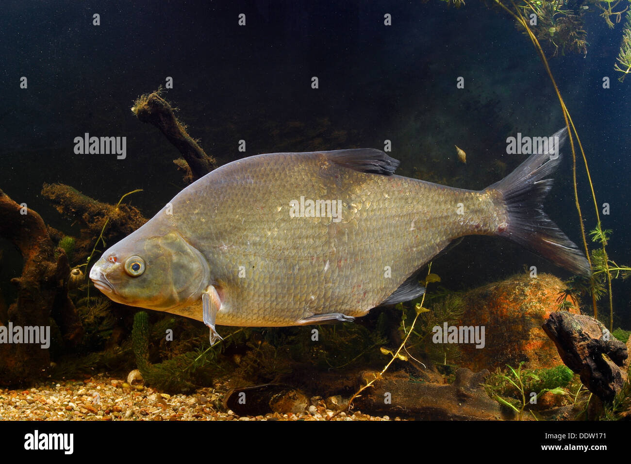 Fisch common carp hi-res stock photography and images - Alamy