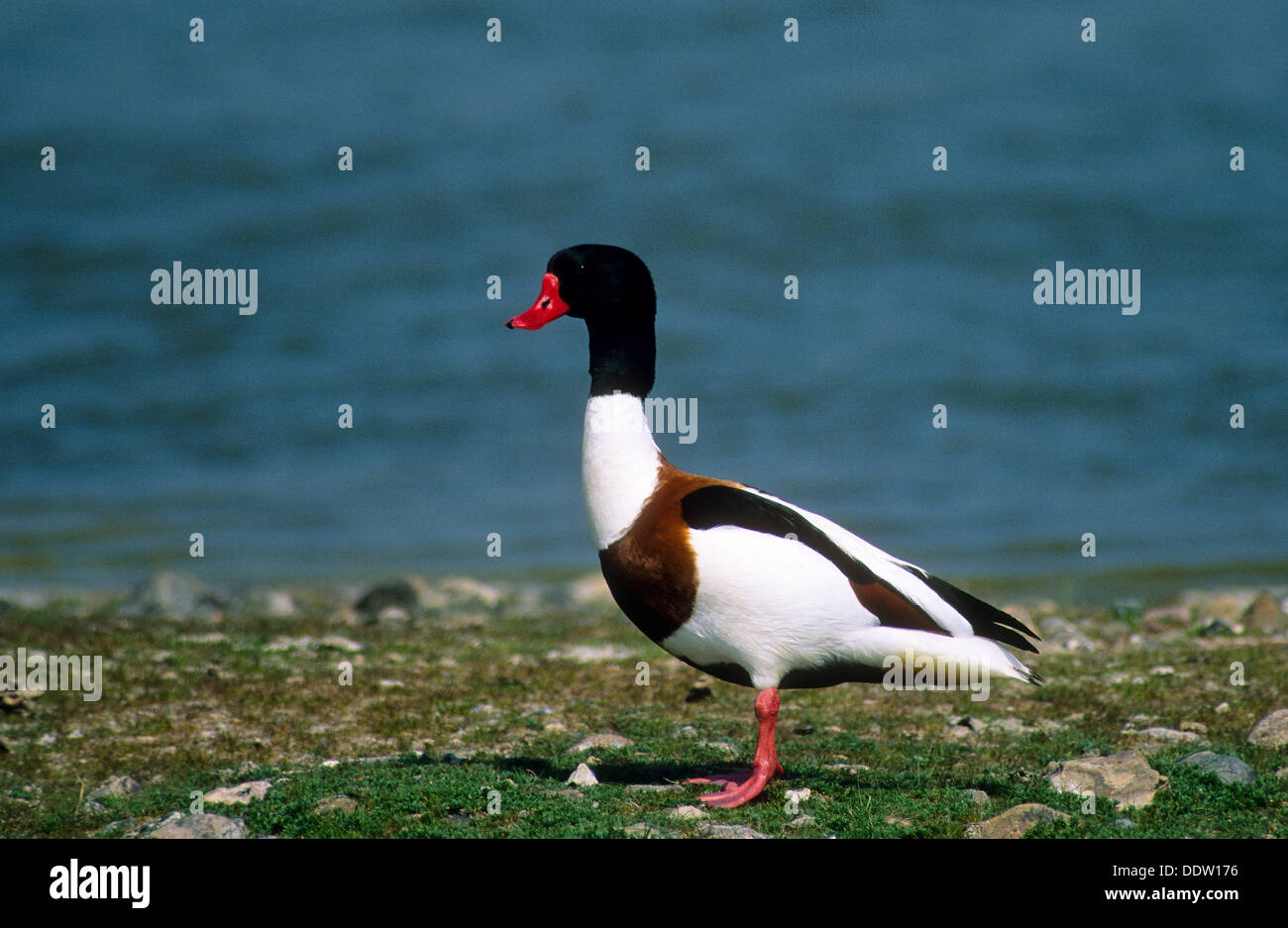 common shelduck, male, Brandgans, Männchen, Erpel, Brand-Gans ...