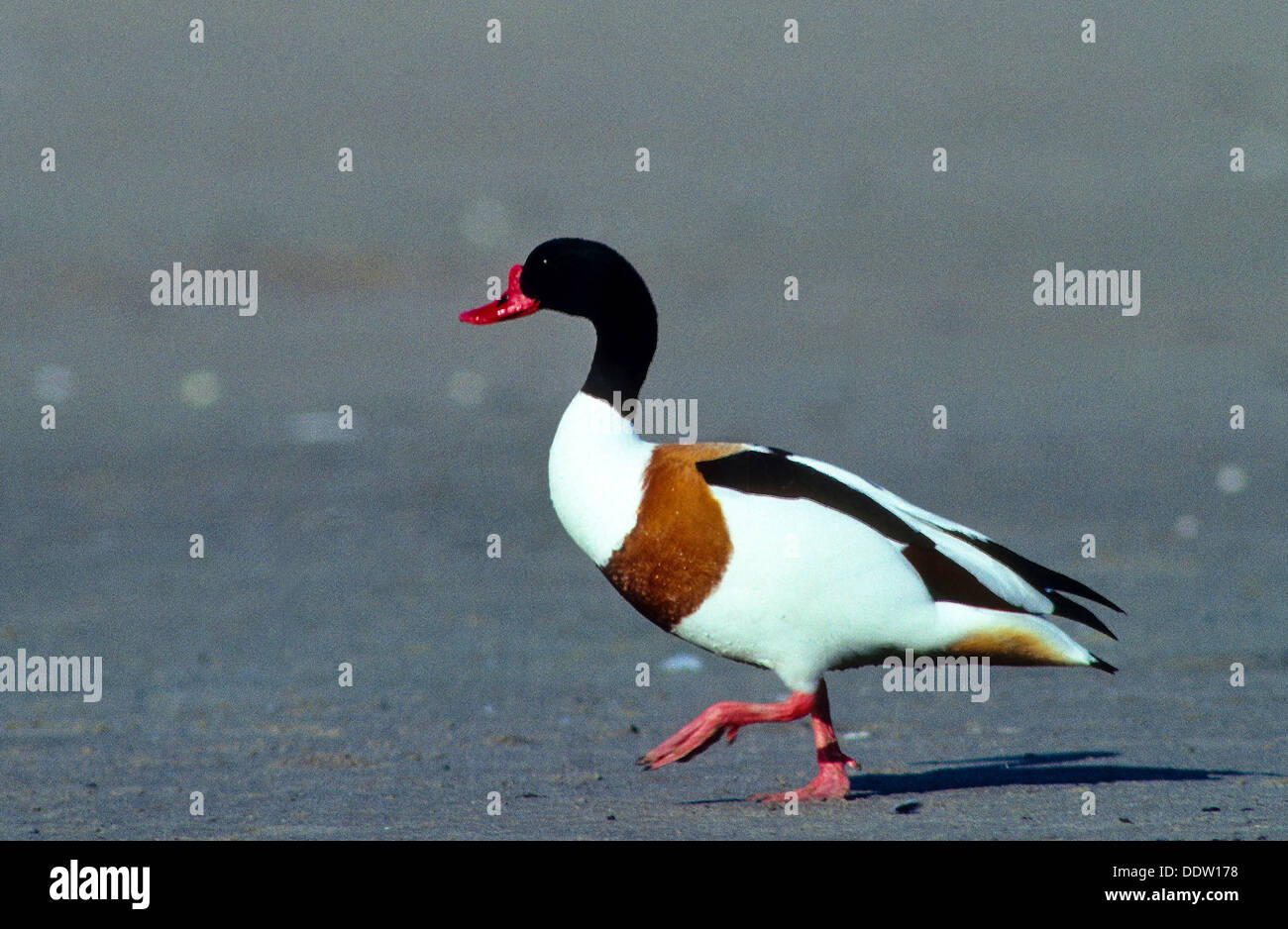 common shelduck, male, Brandgans, Männchen, Erpel, Brand-Gans ...
