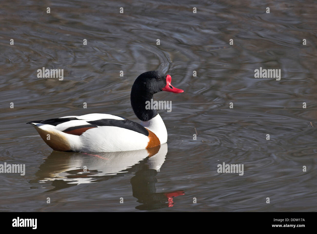 common shelduck, male, Brandgans, Männchen, Erpel, Brand-Gans ...