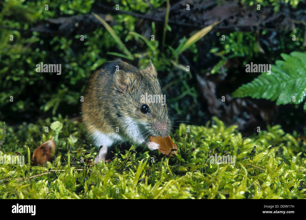 Old World field mouse, striped field mouse, Brandmaus, Brand-Maus, Maus ...