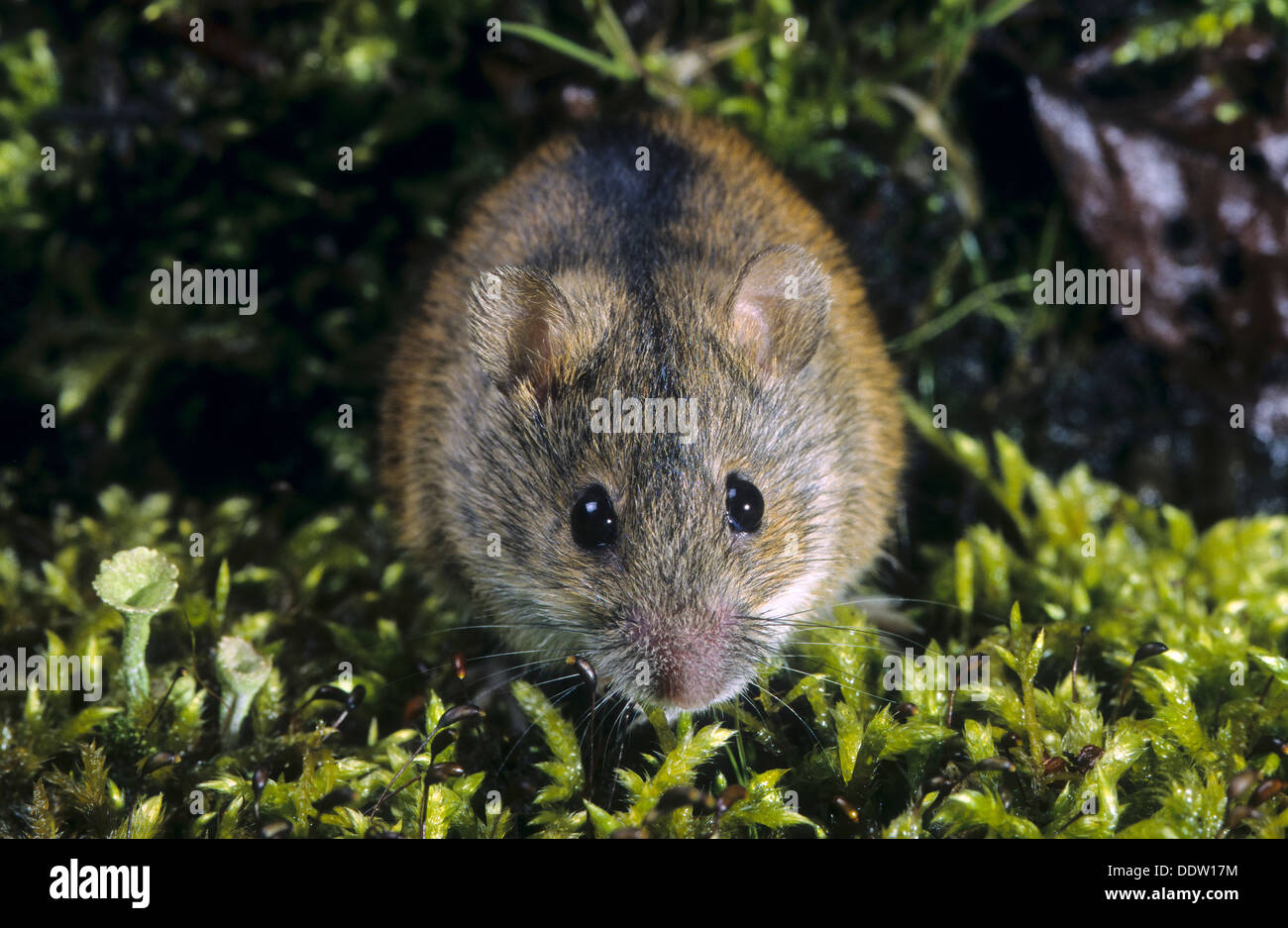 Old World field mouse, striped field mouse, Brandmaus, Brand-Maus, Maus ...