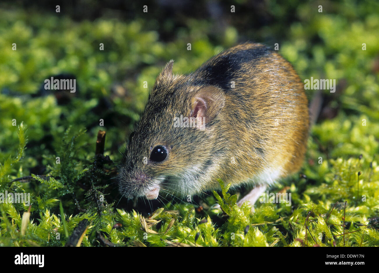 Old World field mouse, striped field mouse, Brandmaus, Brand-Maus, Maus ...