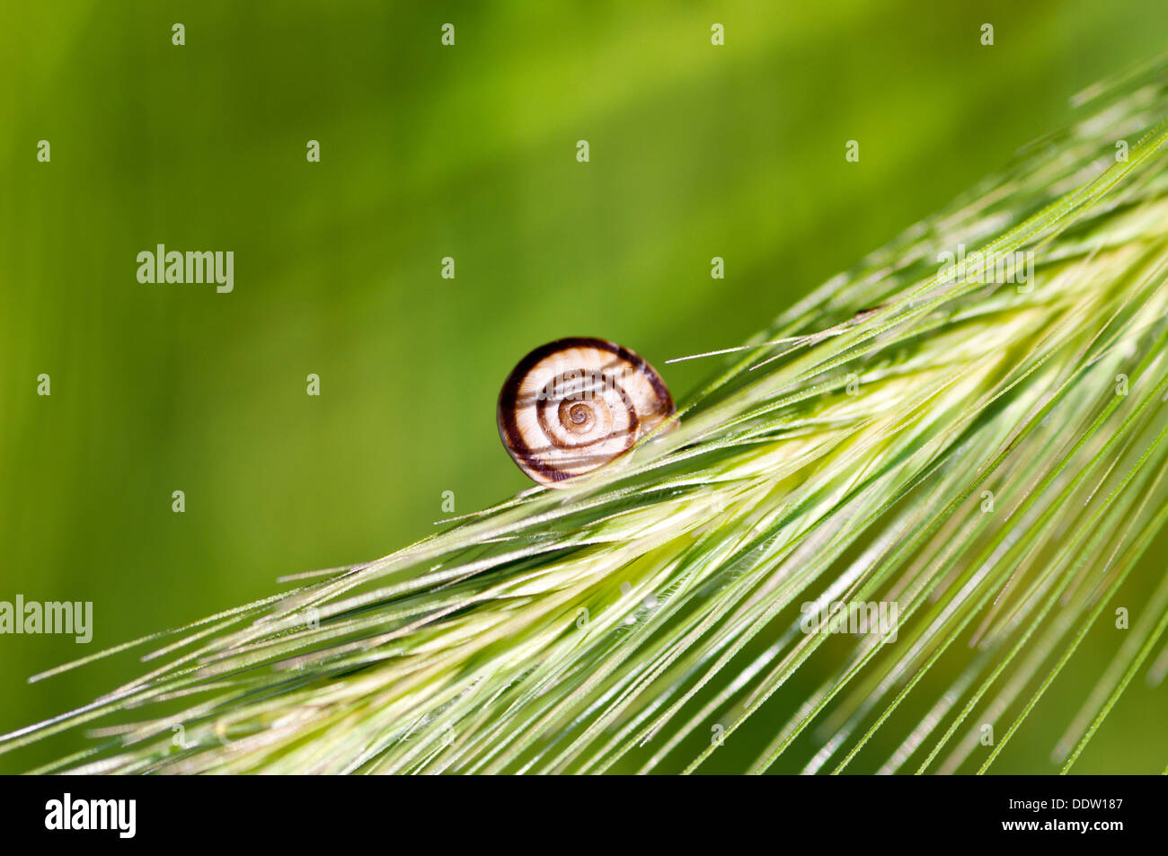 A close up of the tiny snail on a grass Stock Photo - Alamy