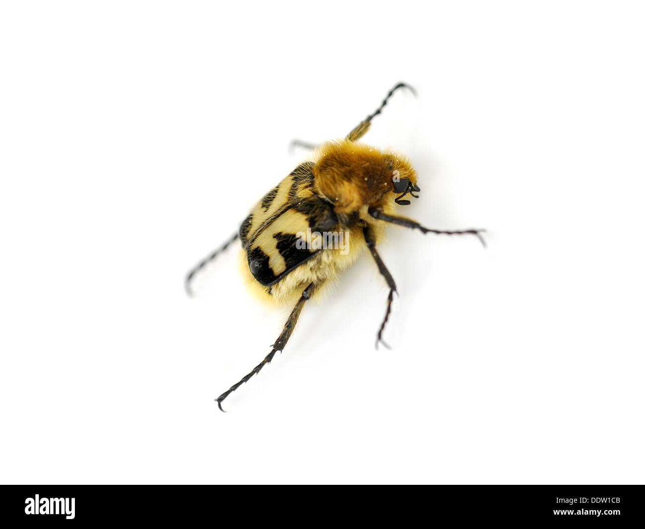 Bee beetle Trichius fasciatus on white background Stock Photo - Alamy